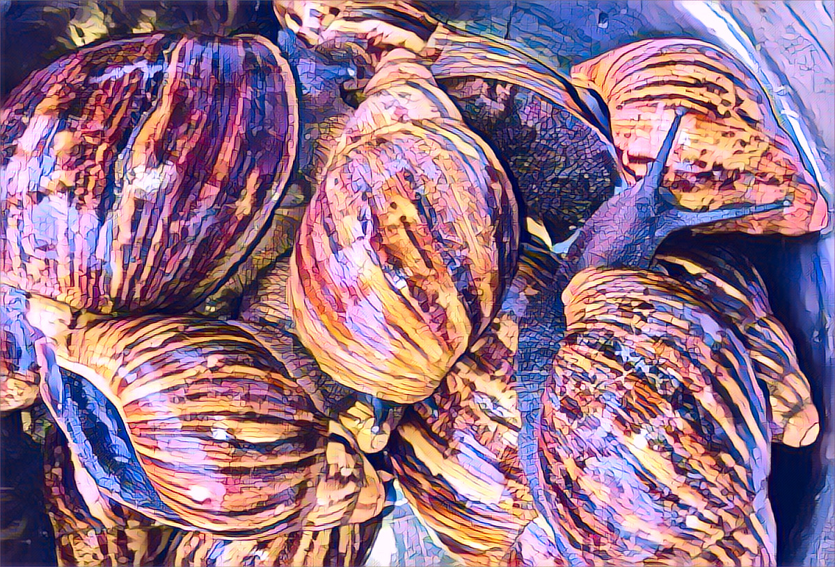 Ghanaians Love Snails, But Slow Growth Makes Them Pricey Treat
